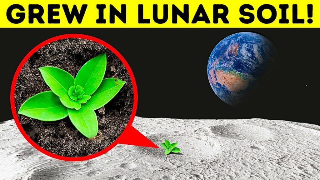 Scientists Have Successfully Grown Plants in Moon Soil - Magic of Science